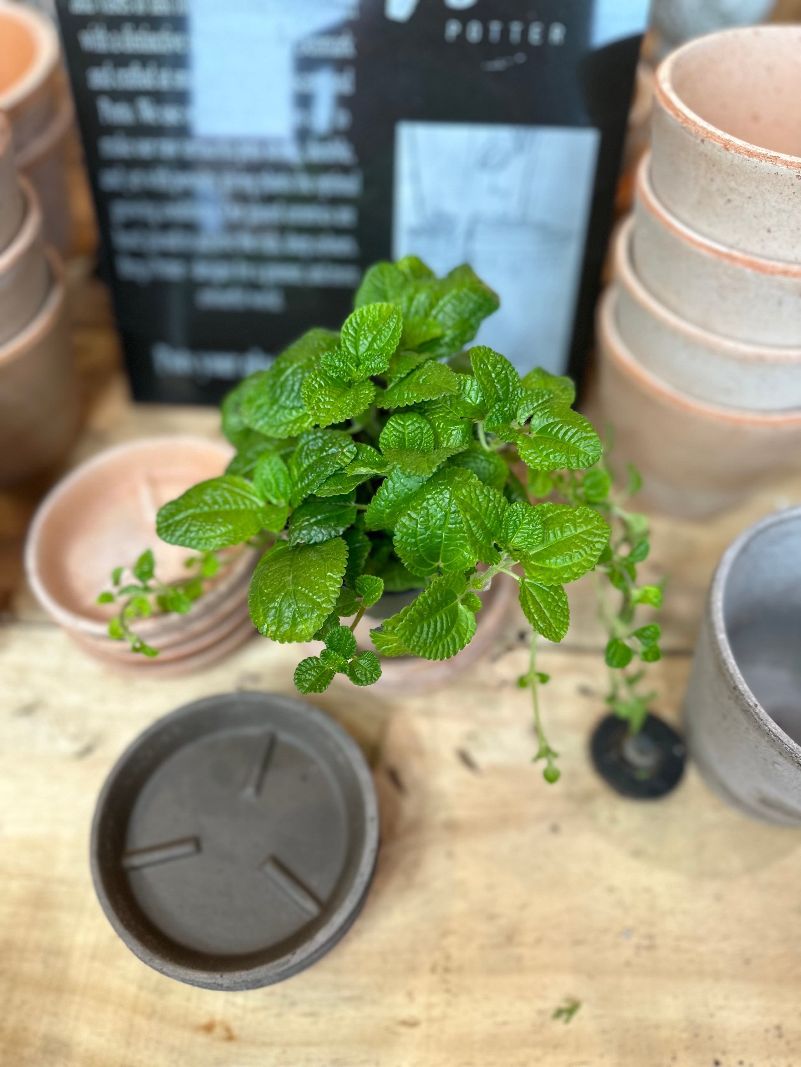 4pilea Creeping Charlie Eden Haus
